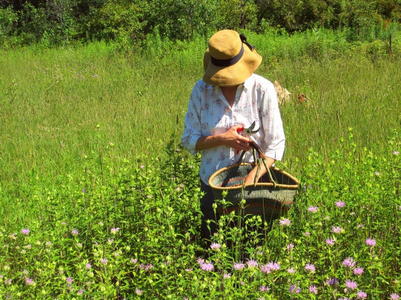 Angela Cannon Crothers, Nature in the Little Finger Lakes - Hemlock and ...