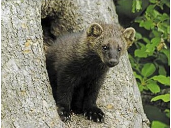 Angela Cannon Crothers, Nature in the Little Finger Lakes - Hemlock and ...