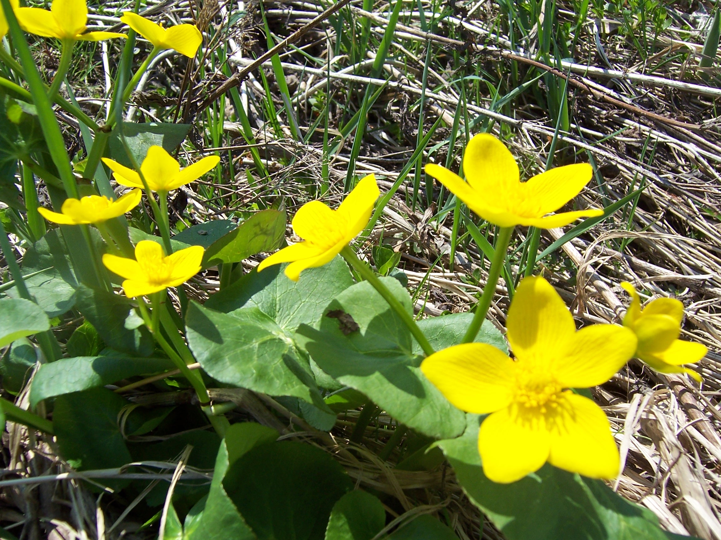 Pam Masterson Photo Gallery - Hemlock and Canadice Lakes