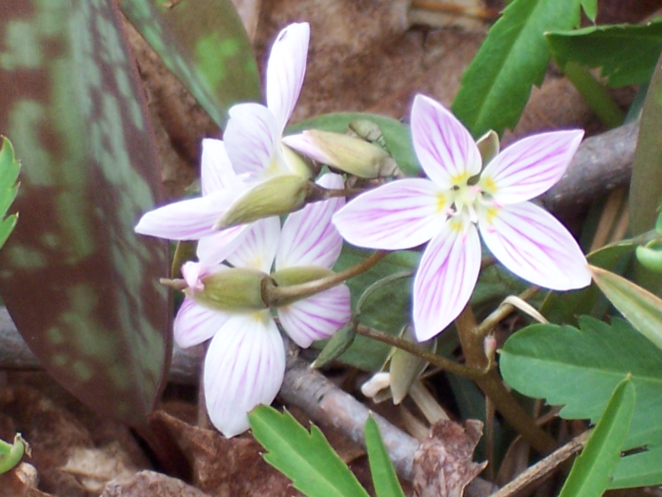 Pam Masterson Photo Gallery - Hemlock and Canadice Lakes
