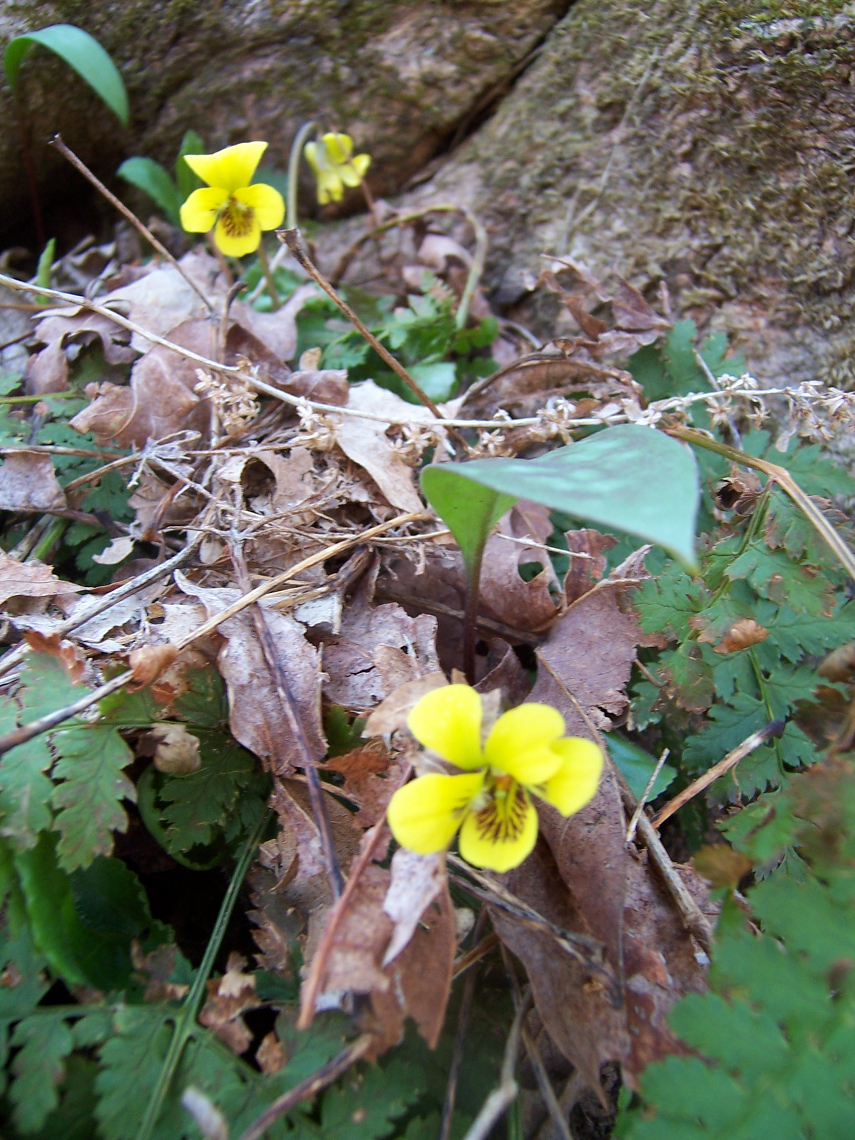 Pam Masterson Photo Gallery - Hemlock and Canadice Lakes
