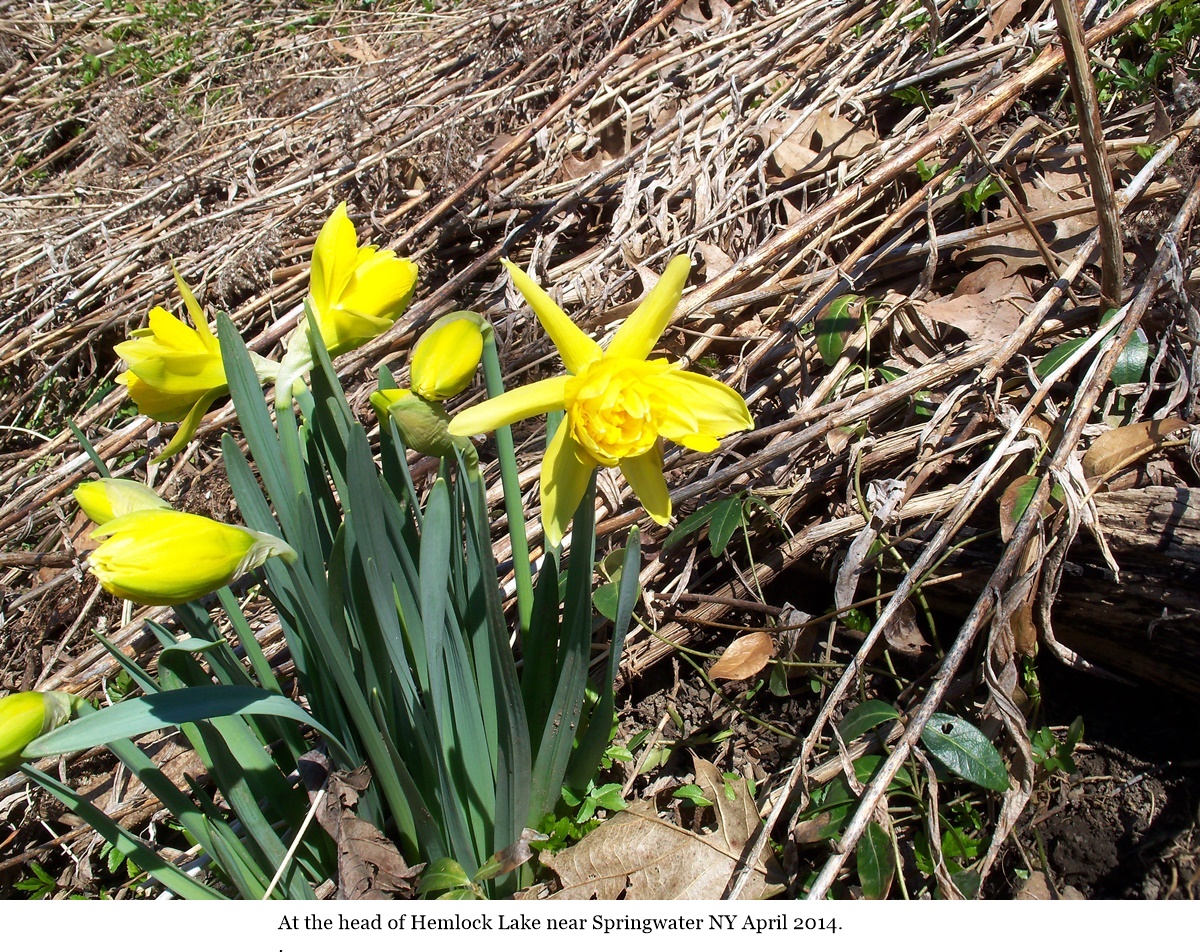 Judy Tripp-Neu Photo Gallery - Hemlock and Canadice Lakes